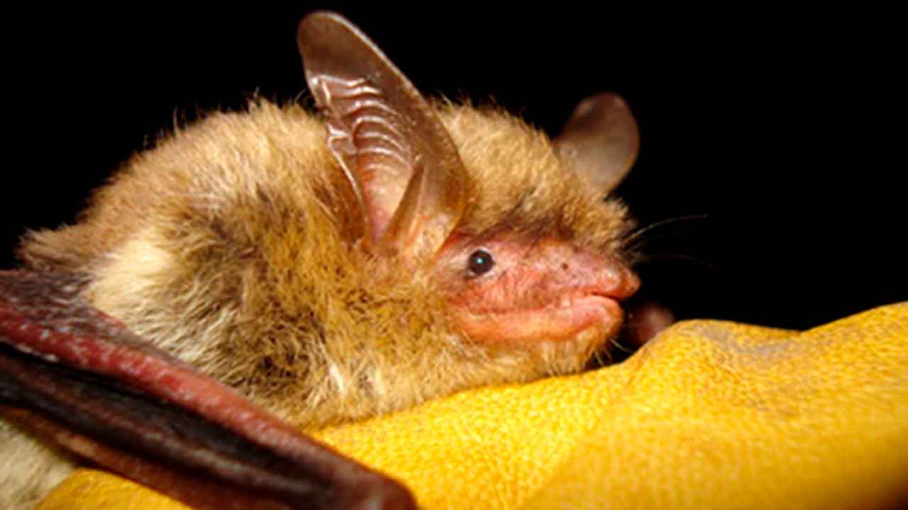 Climate change, disease, habitat loss killing bats across North America ...