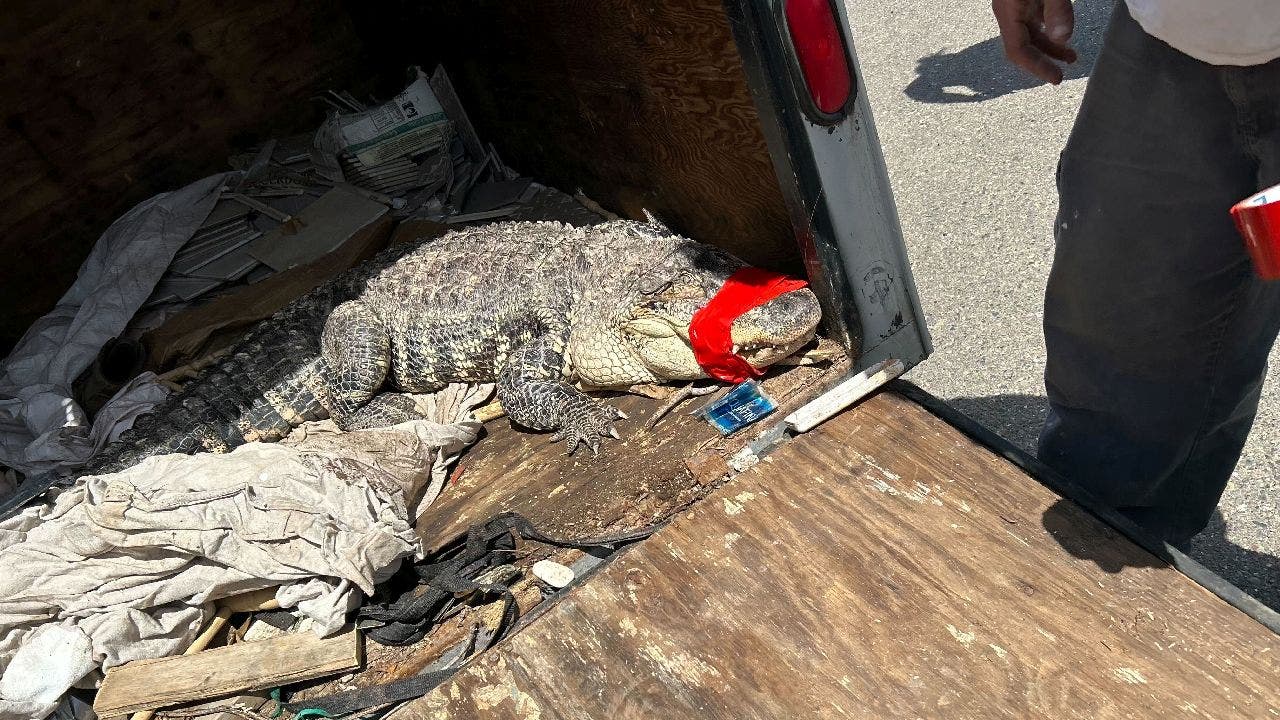 7-foot alligator found in California river dies after rescue | Fox News