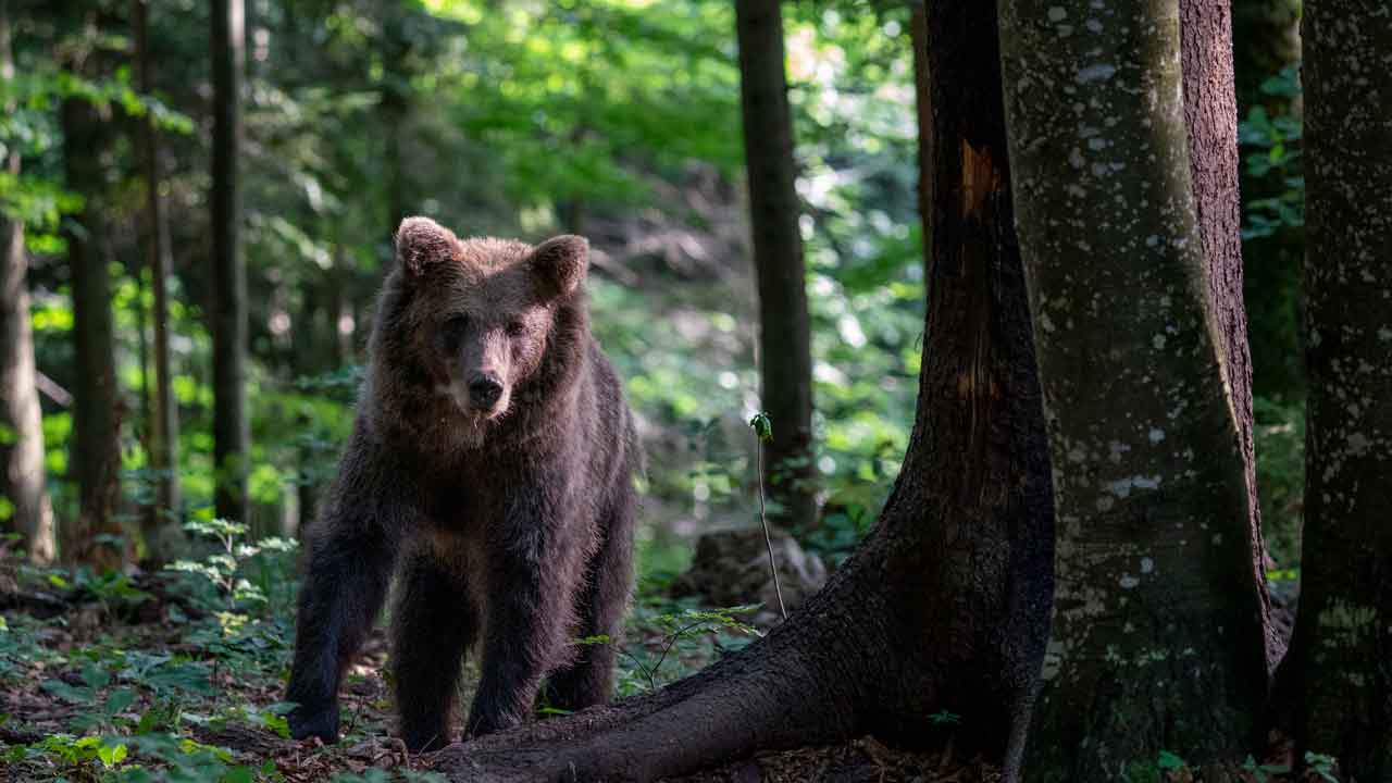 Bear attacks man walking his dog in Slovenia | Fox News