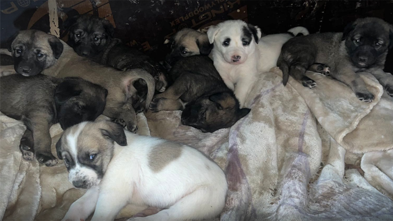 US Army soldiers deployed to Middle East save mama dog and 8 newborn pups