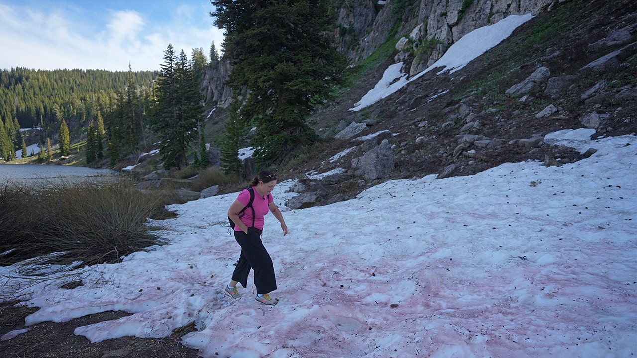 Pink-colored 'watermelon snow' on Rocky Mountains sparks interest for ...