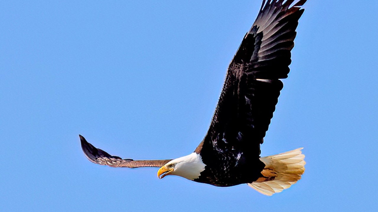 Pennsylvania police chief vows justice for bald eagle poacher | Fox News