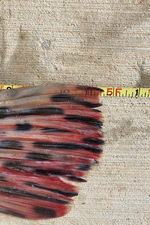 Fisherman in Georgia reels in 27-pound longnose gar, may be largest in ...