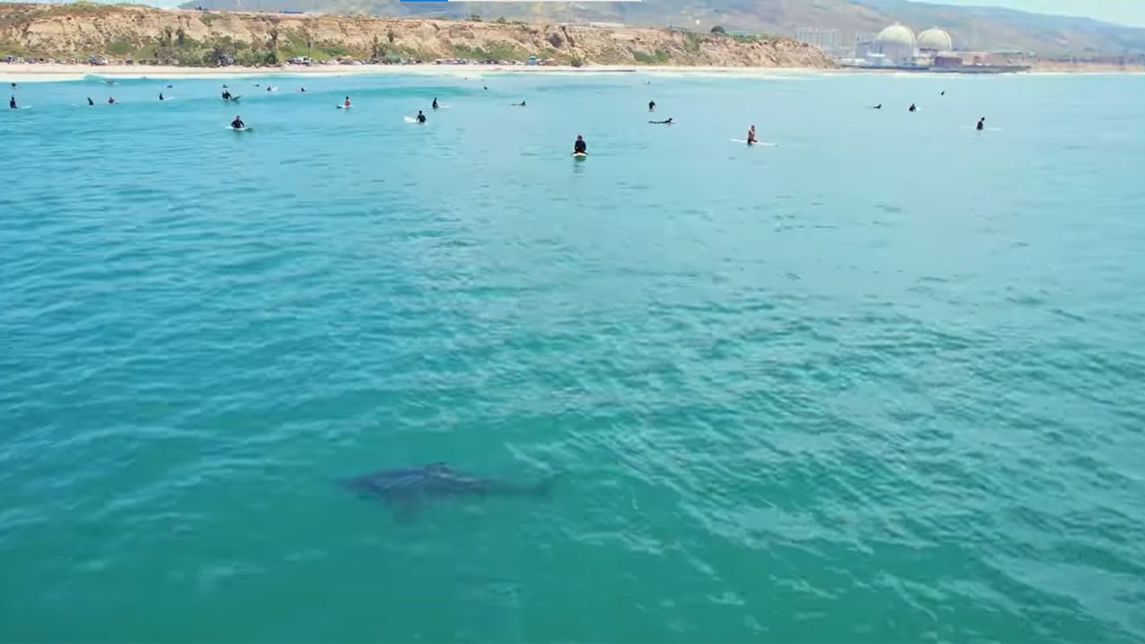 Footage captures group of sharks swimming just below surfers at CA beach | Fox News