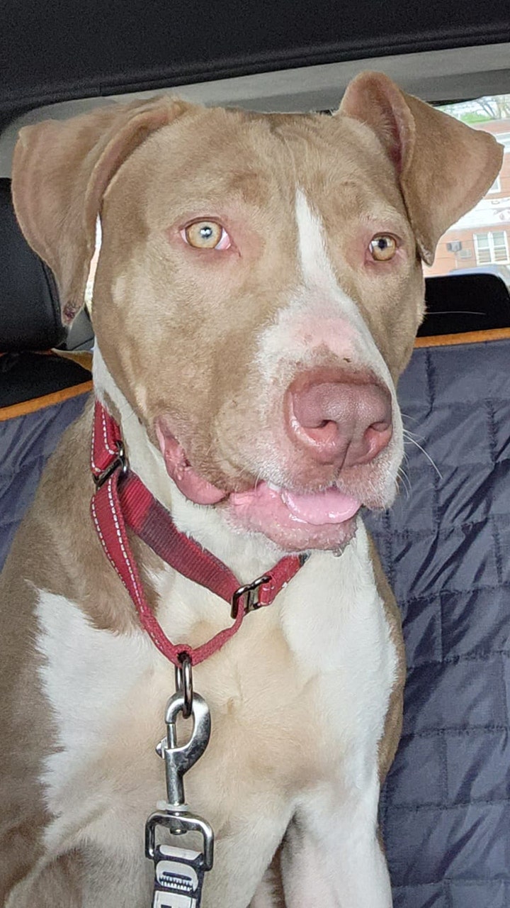 New Jersey dog with 'boundless energy' is looking for her forever home ...
