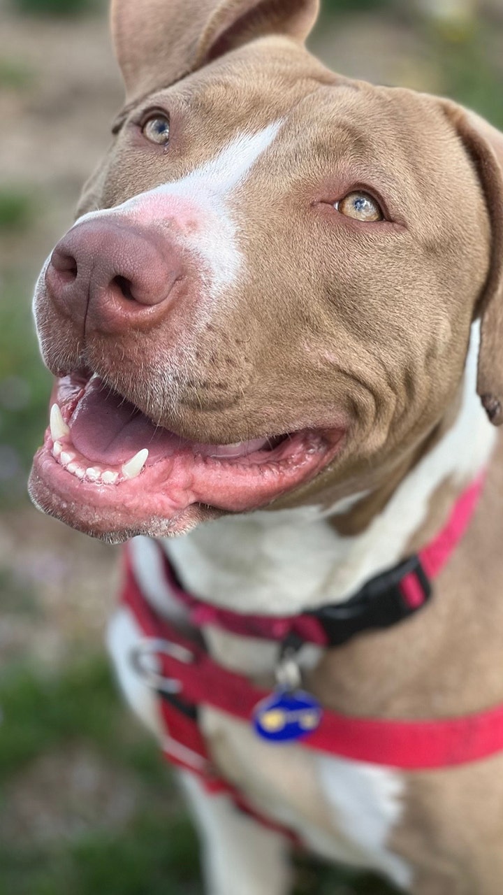 New Jersey dog with 'boundless energy' is looking for her forever home: Meet Layla | Fox News