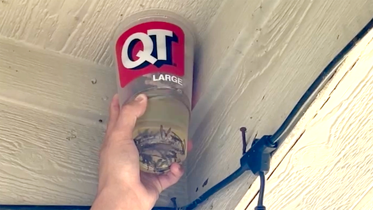 Killing wasps with gasoline: Bug expert discourages ‘dangerous’ TikTok ...