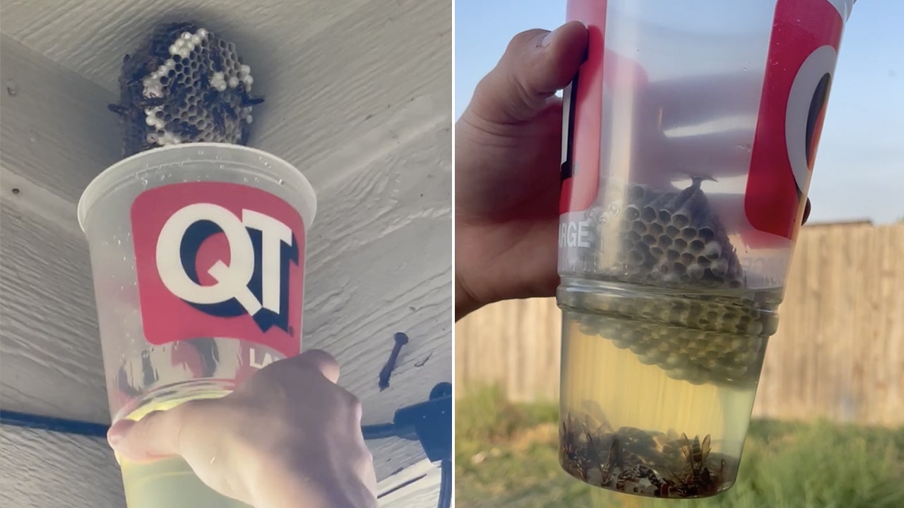 Killing wasps with gasoline: Bug expert discourages ‘dangerous’ TikTok ...