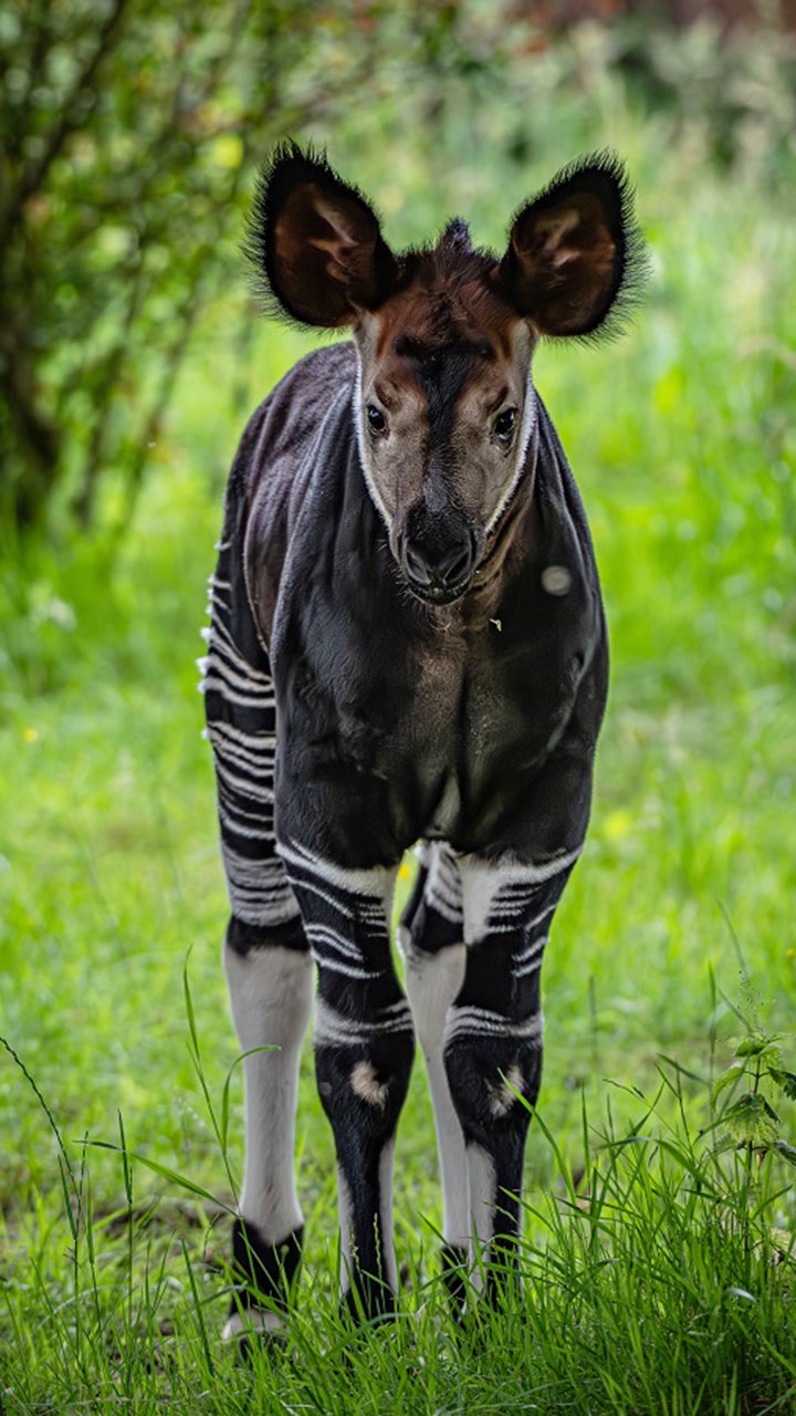 Rare animal's arrival will help reveal secrets 'of one of least-known ...