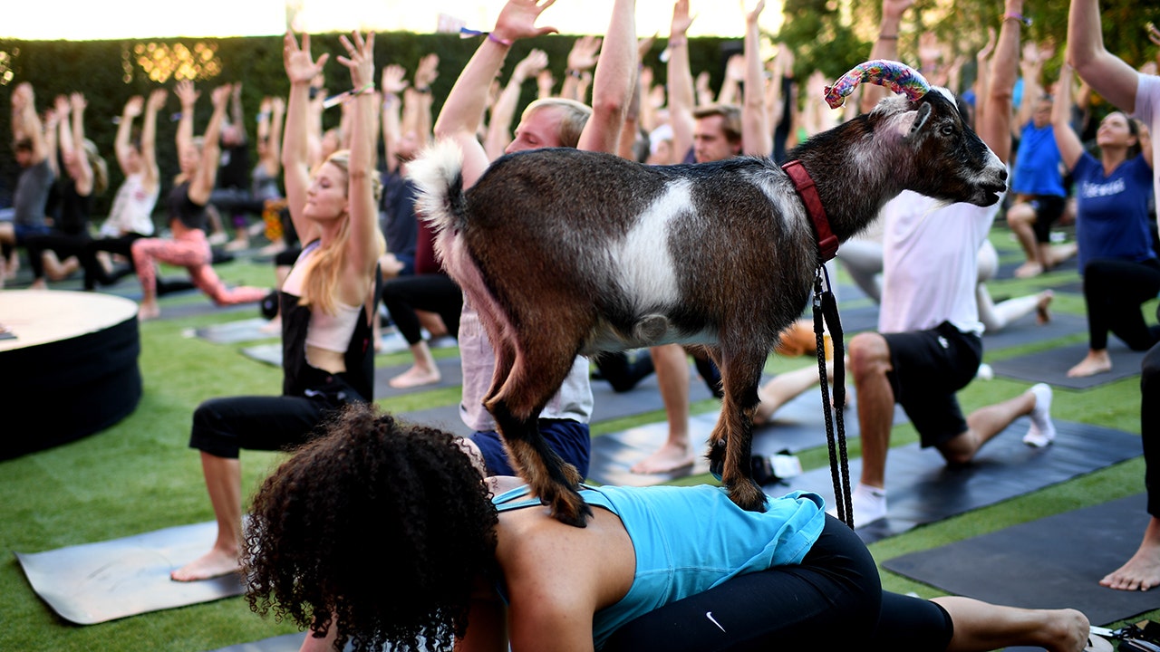 Unique yoga experiences: Include goats or puppies, use paddleboards ...