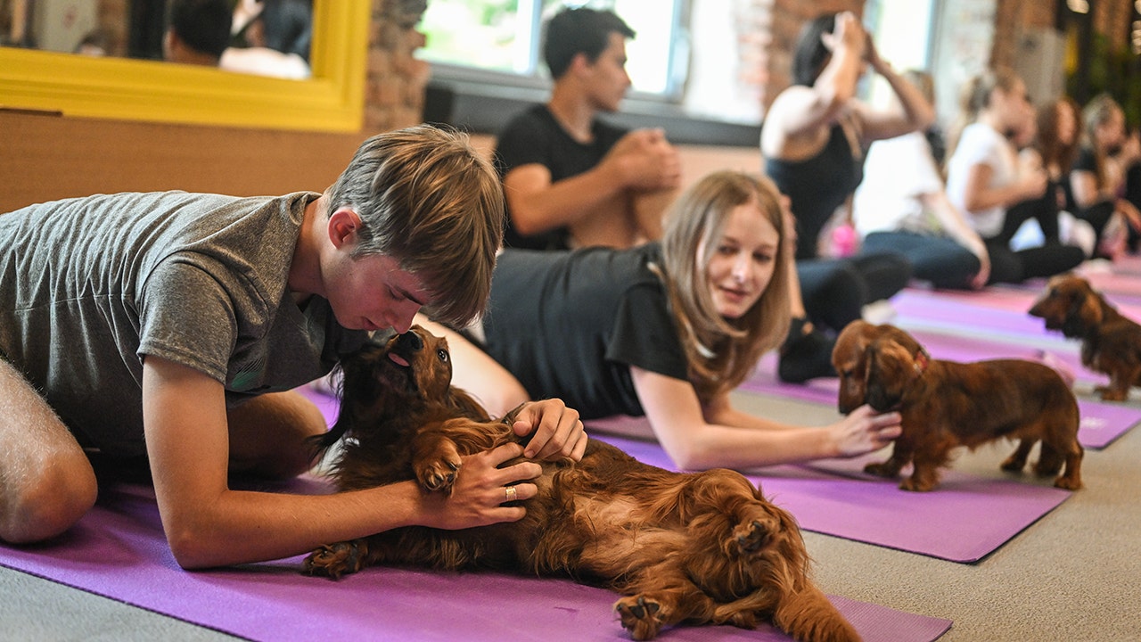 Unique yoga experiences: Include goats or puppies, use paddleboards ...