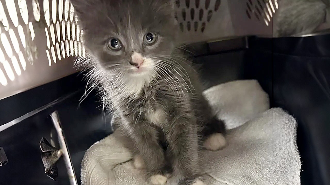 Connecticut police find cat in stolen vehicle linked to 'armed ...