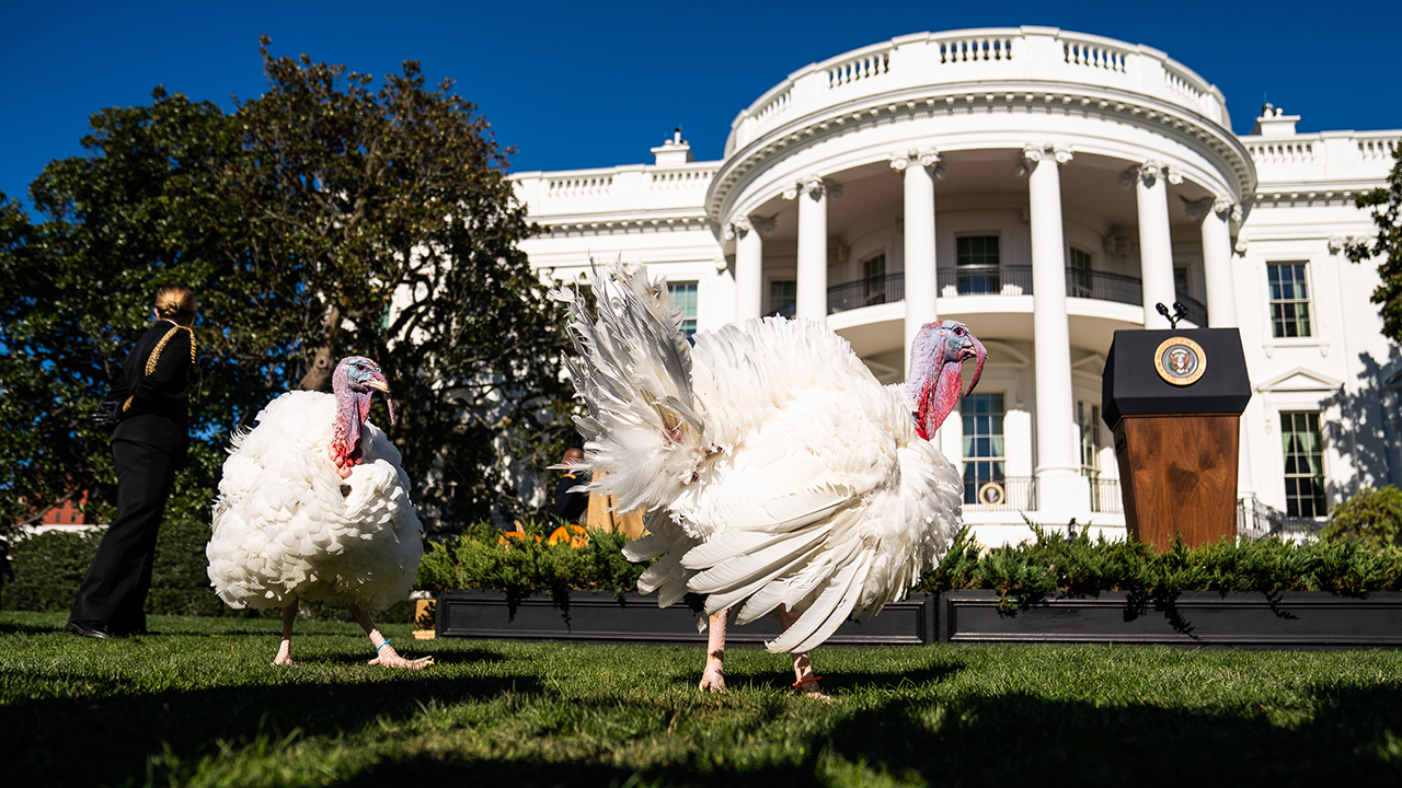 You’ll never look at a Thanksgiving turkey the same way | Fox News