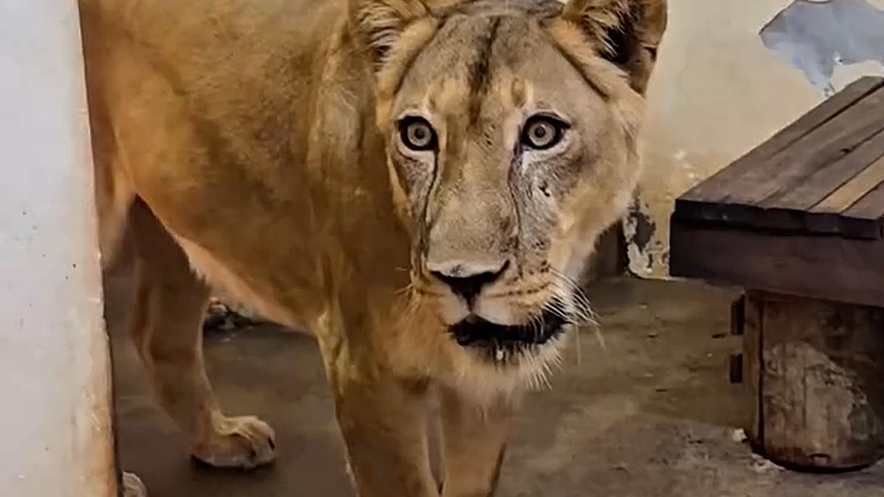 19-year-old mauled to death after climbing into Brazil zoo lion cage ...