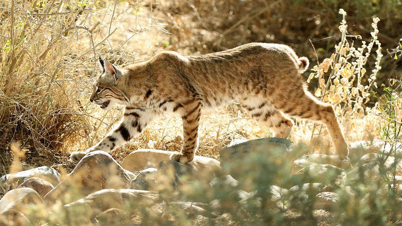 Wisconsin teen's turkey hunt takes a wild turn when a bobcat lunges and ...