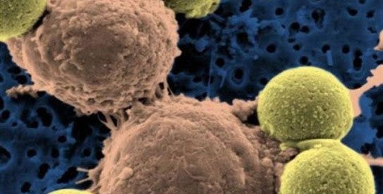 One Drug for All Cancer Types? | News