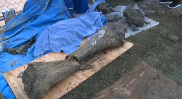 Mammoth Bones Discovered at Oregon State University | News