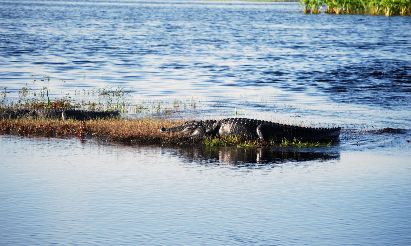 Another Florida Gator Attack | Video