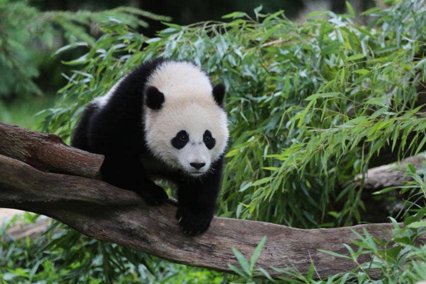 Bao Bao The Panda’s Final Weeks in the U.S. | News